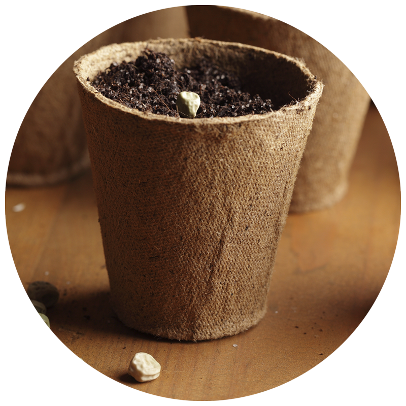 Lesson Plans- Journey to the Center of a Seed - KidsGardening Lesson Plans- Journey to the Center of a Seed - KidsGardening