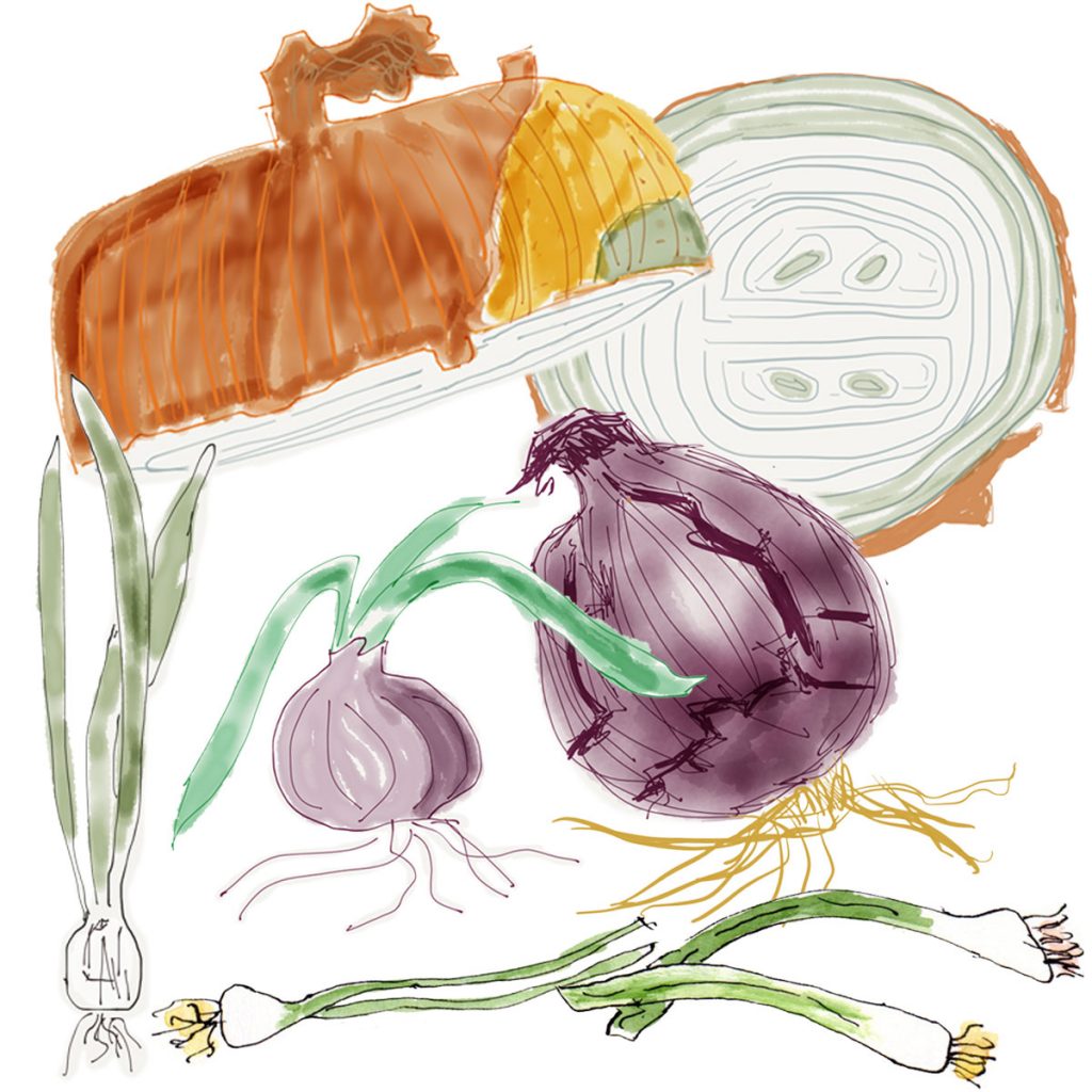 Onion - KidsGardening