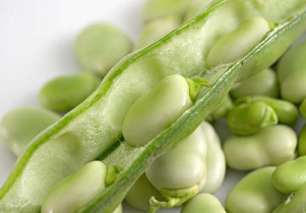 Beans - KidsGardening