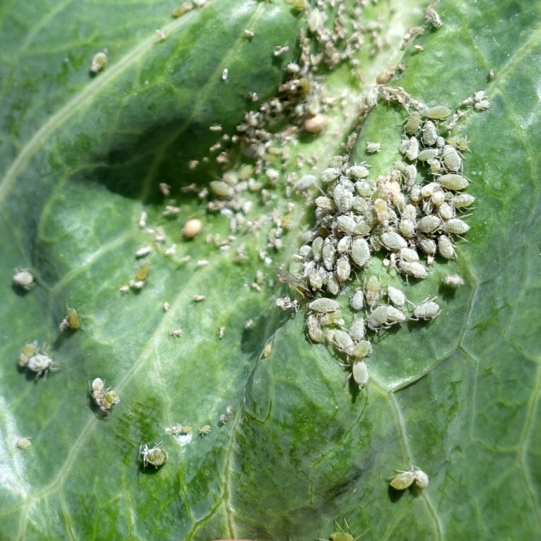 Fall Greens - KidsGardening