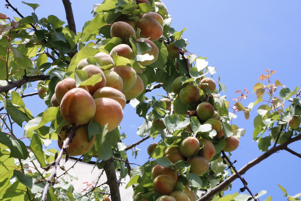 Fruit Trees - KidsGardening