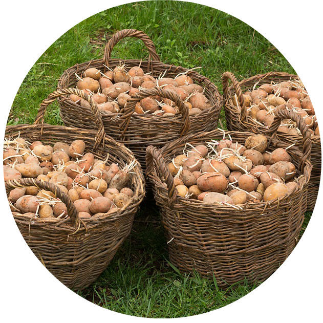 How the Potato Changed World History - KidsGardening