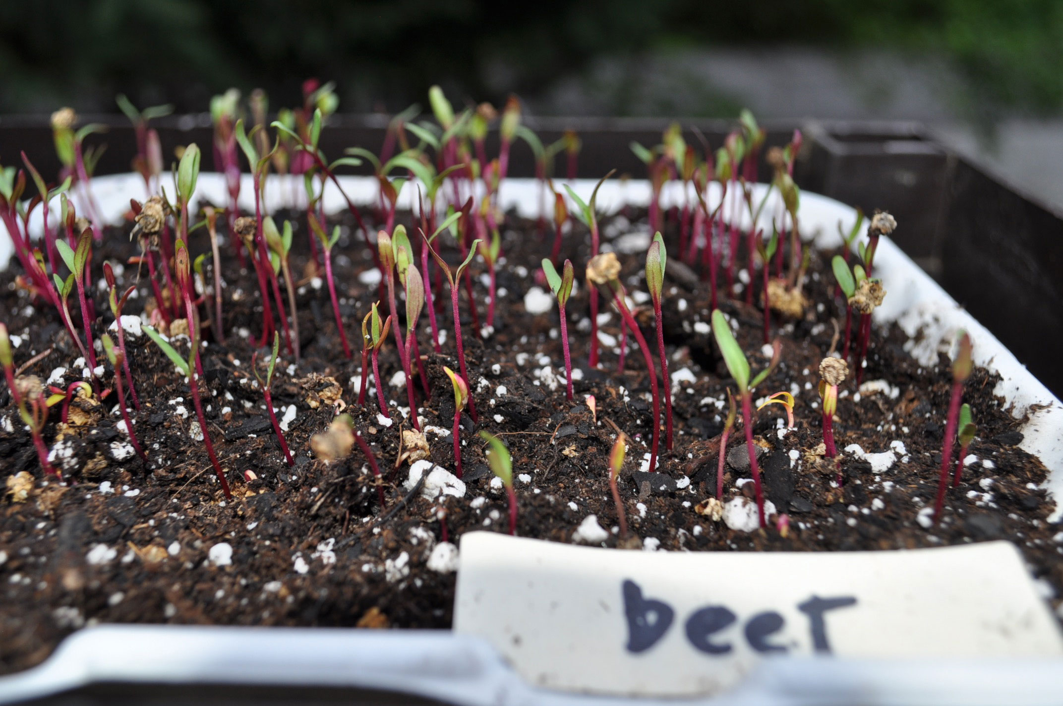 Microgreens - KidsGardening