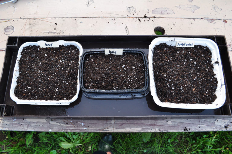 Microgreens - KidsGardening