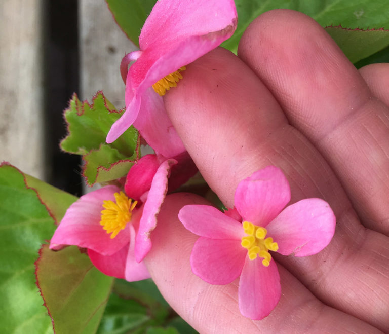 Imperfect Flowers: A Design for Genetic Diversity - KidsGardening