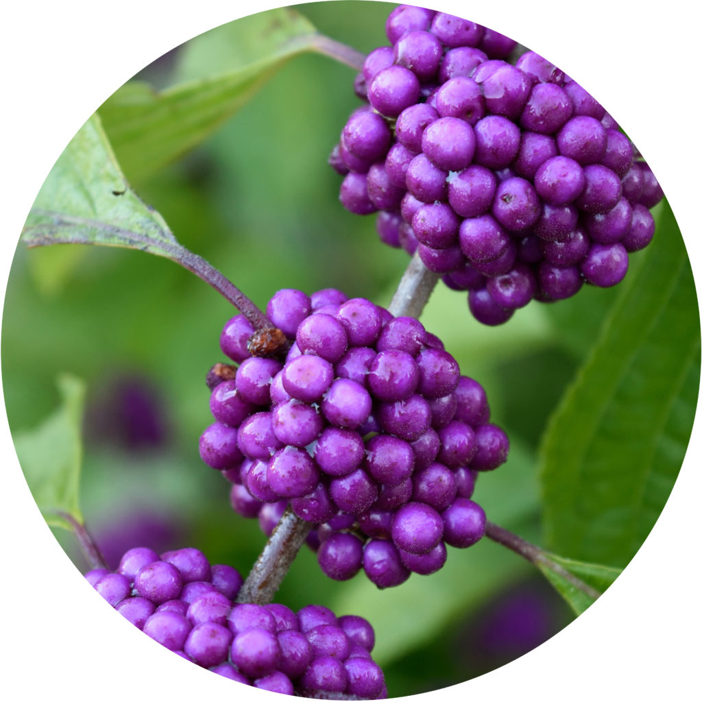 Beautyberry - KidsGardening