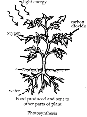 Photosynthesis 101 - KidsGardening