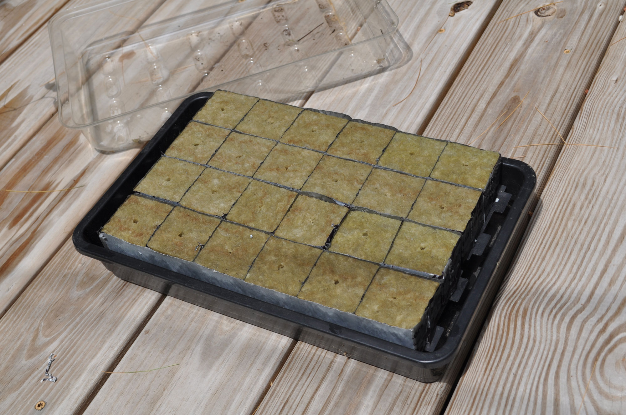 Starting Seeds for Hydroponics - KidsGardening