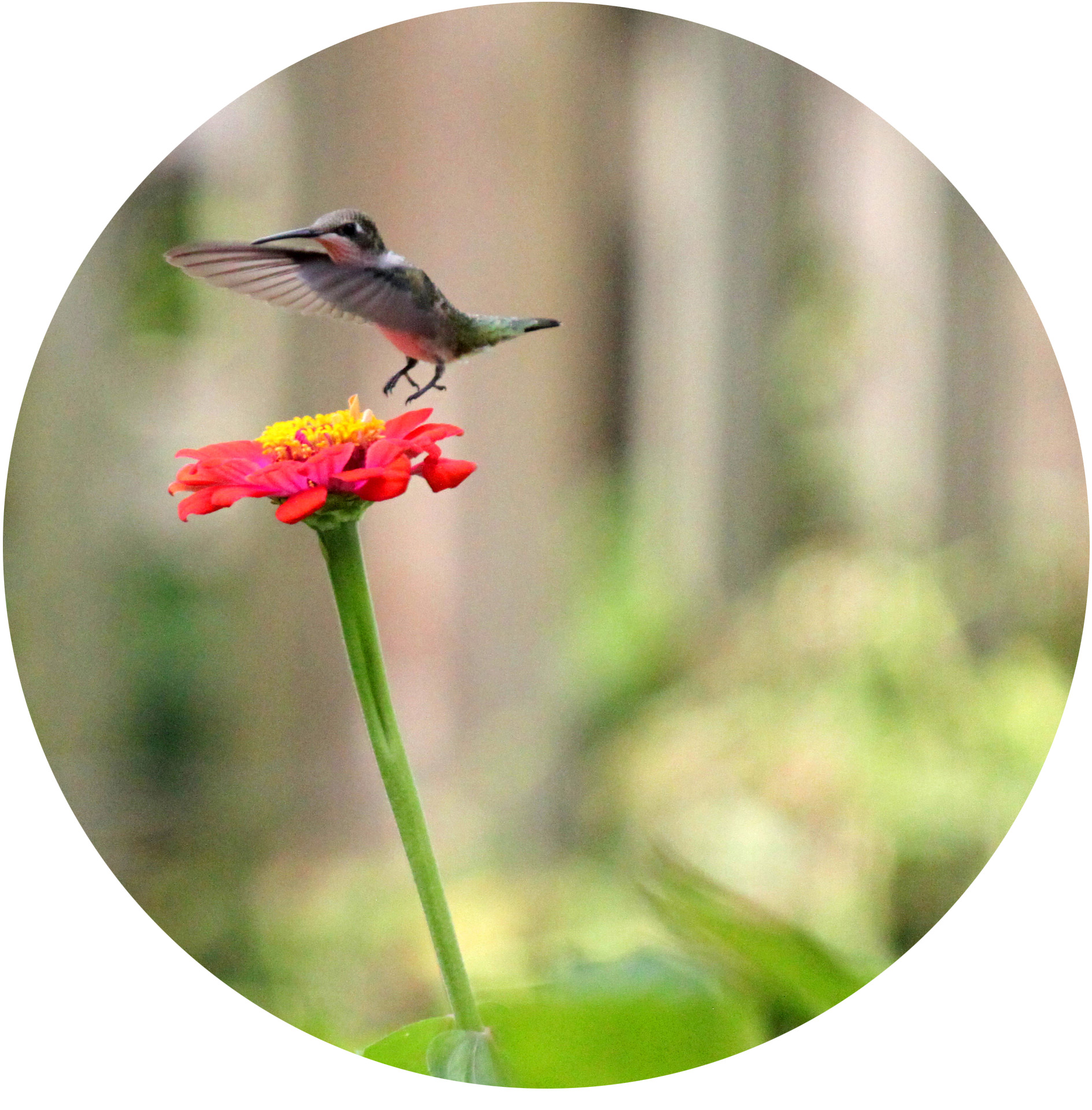 Hummingbirds - simple and fun kids gardening activity