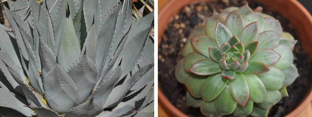 Succulents - KidsGardening