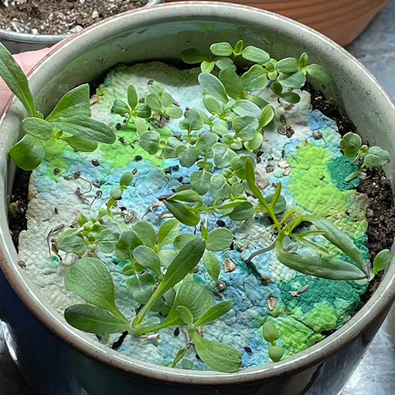 Earth Day Wildflower Seed Paper - KidsGardening