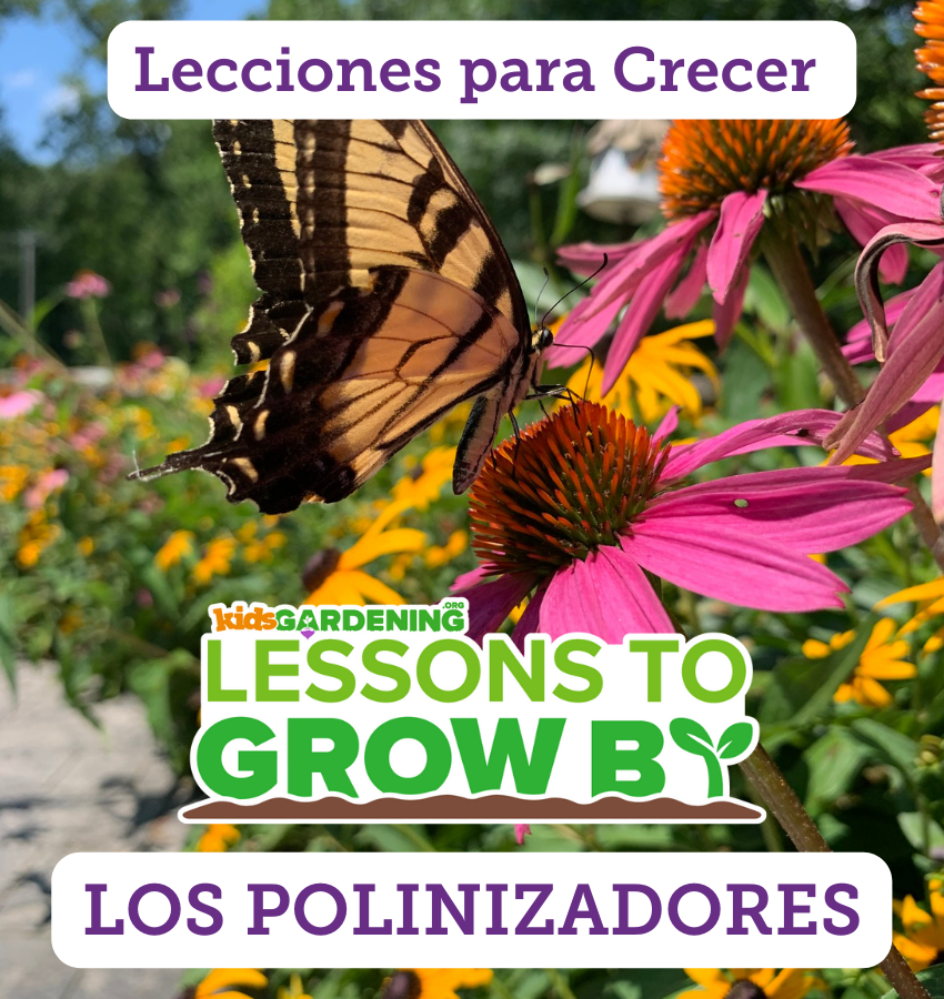 Lecciones para Crecer: Los polinizadores - KidsGardening