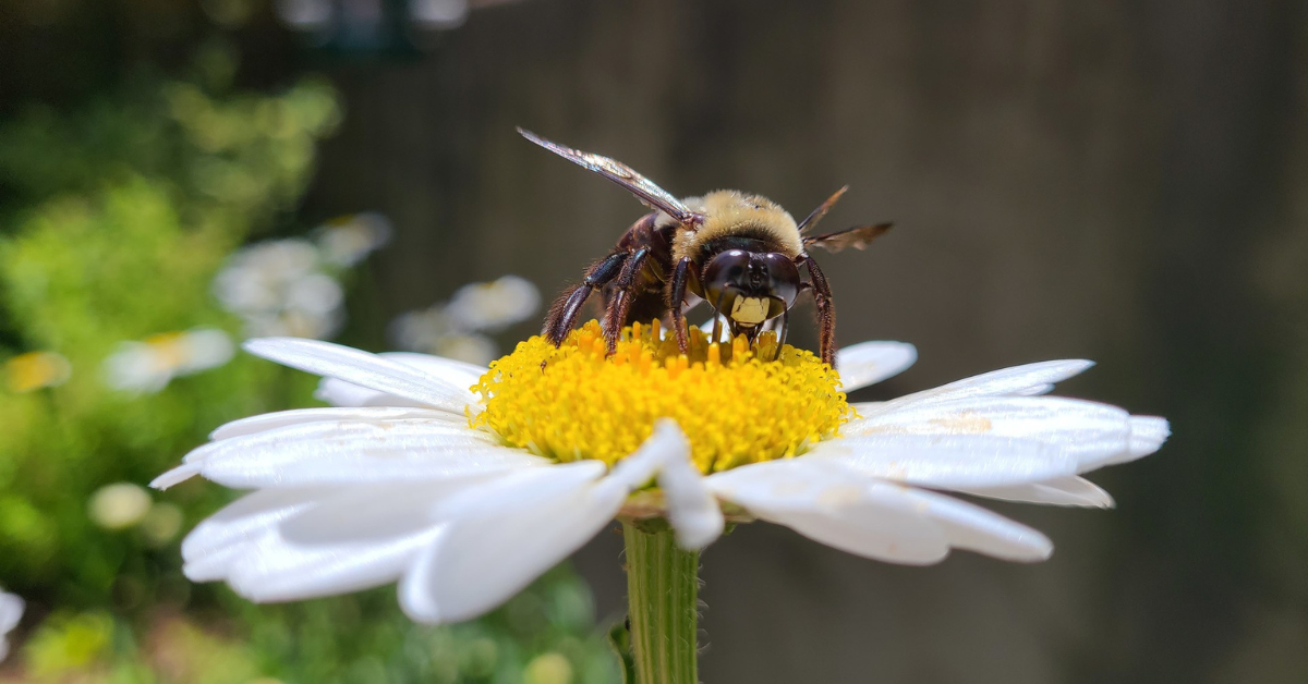 Pollinator Pals Activity Book - KidsGardening
