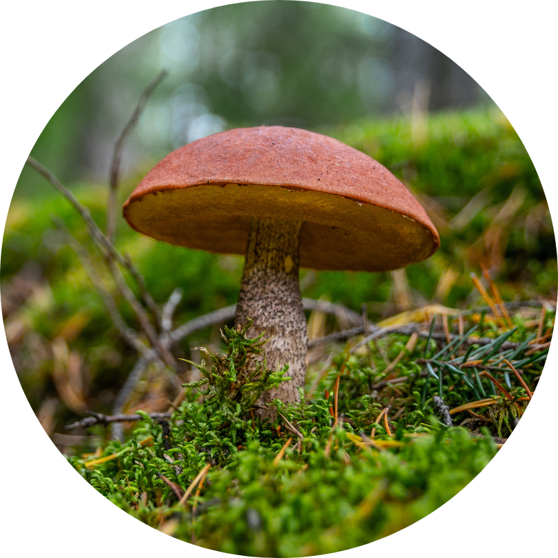 Decomposition Nature Walk - KidsGardening