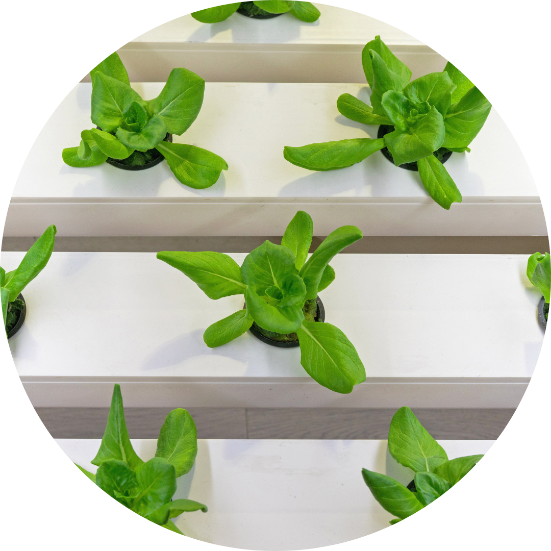 Selecting a Hydroponic Unit - KidsGardening