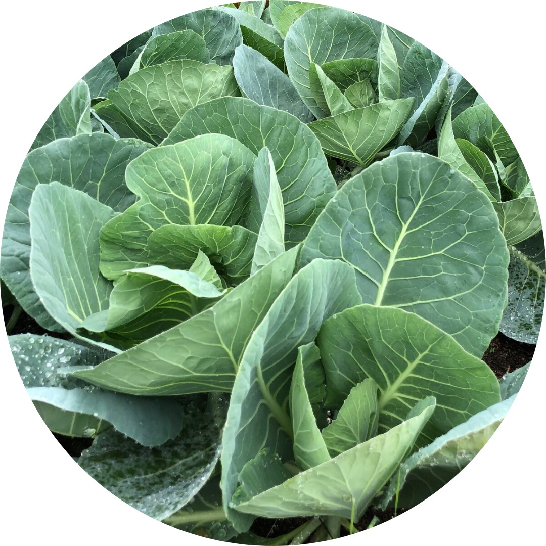 Collard Greens Growing Guide - KidsGardening