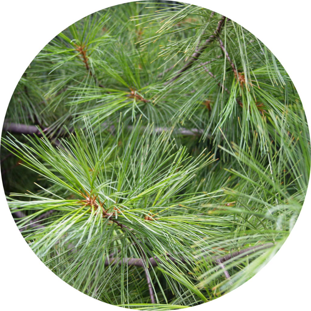 Staying Green: Adaptations of Evergreens - KidsGardening